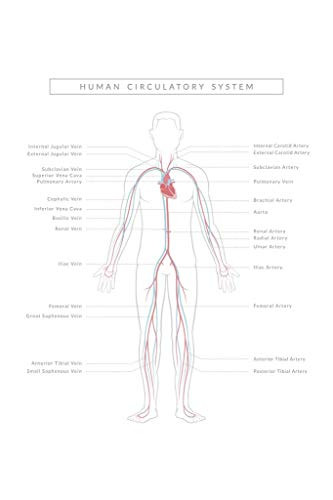 Human Circulatory System Diagram Educational Chart Cool Wall Decor Art ...