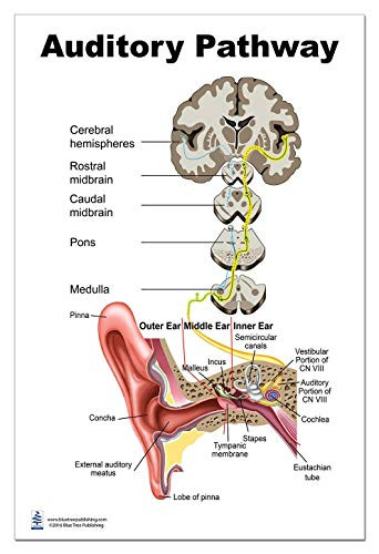 Auditory Pathway Poster 24x36inch- Anatomy- Organs of Hearing and ...