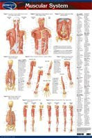 Muscular System Chart Guide - 24inch x 36inch Laminated Poster ...