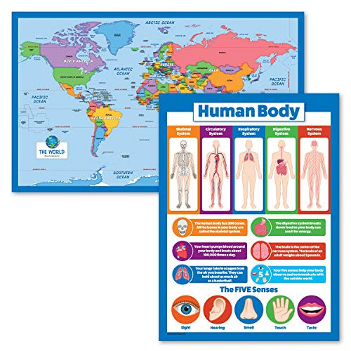 2 Pack - World Map for Kids plus Understanding The Human Body Poster ...