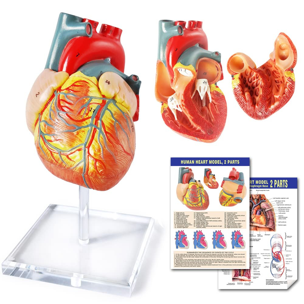 Human Heart Model For Anatomy, 2 - Part Heart Models Anatomy Life Size ...