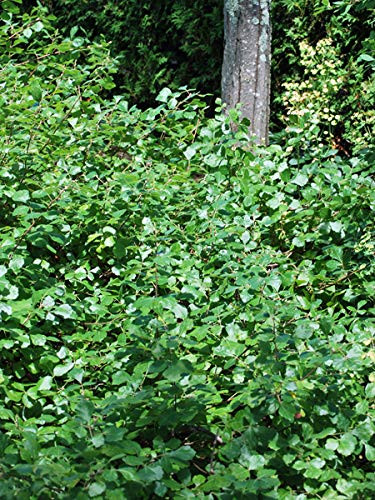 Perennial Farm Marketplace Rhus aromatica 'GRO-Low' ((Fragrant Sumac ...