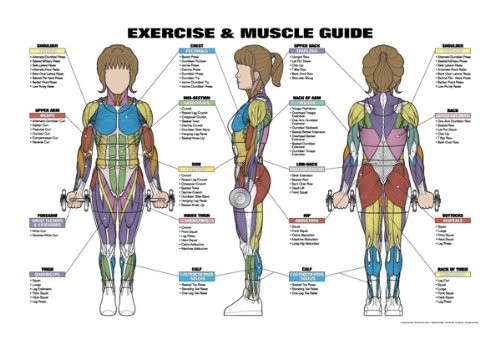 Fitnus Chart Series Exercise and Muscle Guide -Female ...