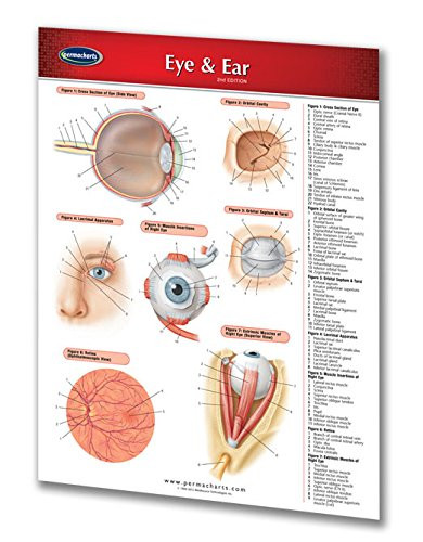 cardiovascular coloring