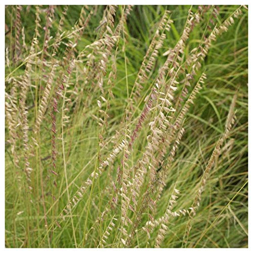 Outsidepride Short Native Grass Seed Mix of Blue Grama, Buffalo, and ...