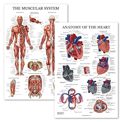 2 Pack - Muscular System Anatomical Poster Plus Heart Anatomy Chart ...