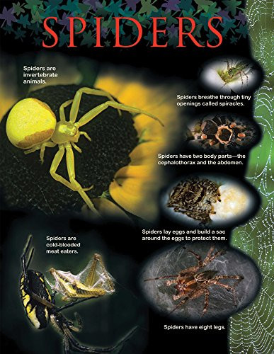 Creative Teaching Press Spiders Animal Classification Chart -1169 ...