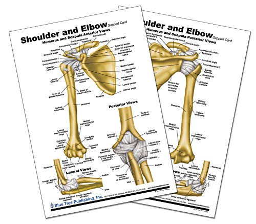 Shoulder and Elbow Anatomy Chart - Warehousesoverstock
