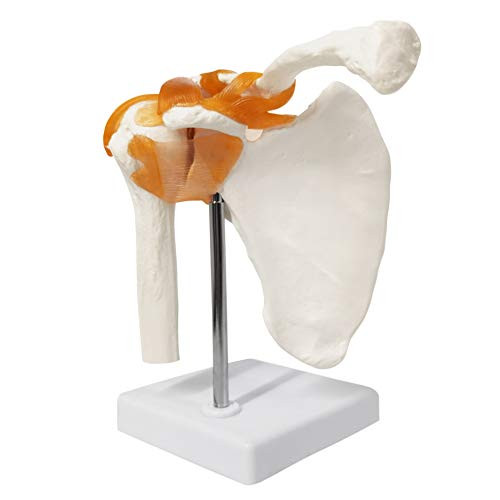 Anatomical Shoulder Joint Model Medical Anatomy Skeleton, Human Body Shoulder Ligament Model ...