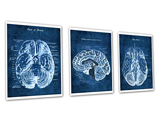 Neuroscience Art Decor set of 3 Unframed Prints of Human Brain Anatomy ...
