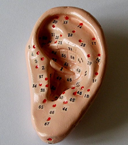 Human Ear Acupuncture Anatomical Model with Acupuncture Points ...