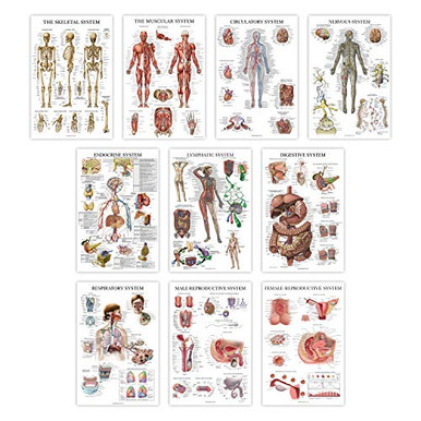 10 Pack - Anatomy Posters - Paper -Not Laminated- - Muscular Skeletal ...
