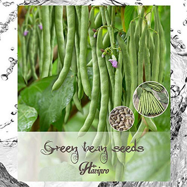 Green Bean Seeds - French Bean - Haricot Bean Bush - Climbing String Bean - Snap Bean Seed for ...