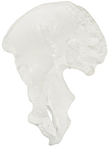 Axis Scientific Hip Bone Model - Right - Cast from a Real Human Coxal ...