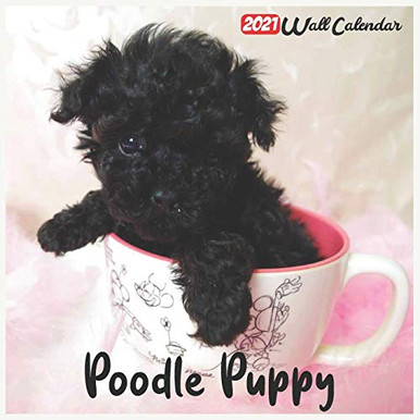 Poodle Puppy 2021 Wall Calendar Official Poodle Puppy Calendar 2021 18 ...