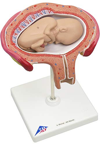 3B Scientific L10-4 4th Month Fetus Transverse Lie - 3B Smart Anatomy ...