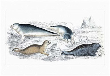 Four seals vintage art reproduction by Buyenlarge One of many rare and ...