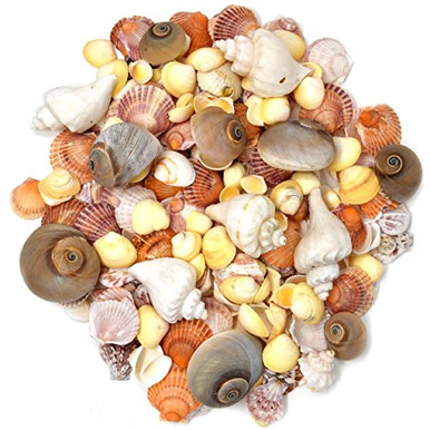 200 Sea Shells Bulk Mixed Beach Seashells - Shell in Various Assorted ...