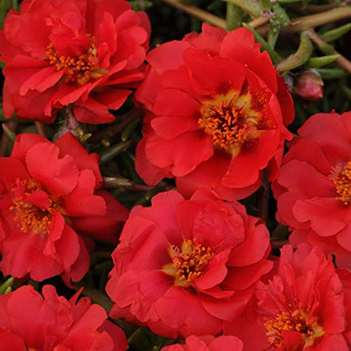 Outsidepride Red Portulaca Moss Rose Ground Cover Plant Seed - 5000 ...