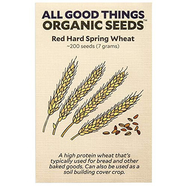 Red Hard Spring Wheat Seeds ~200 Certified Organic Non-GMO Heirloom ...