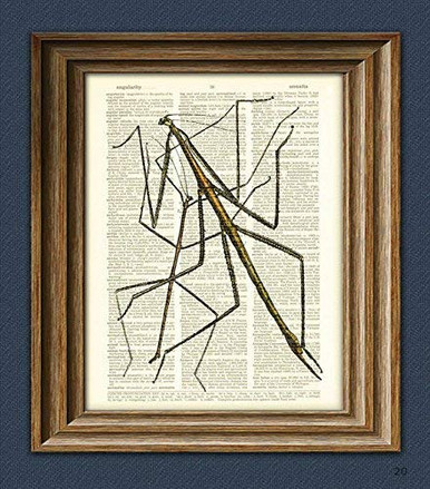 Study Of Stick Bugs Walking Stick Insect Over an Upcycled Vintage ...