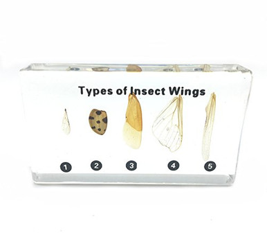 Types of Insect Wings in Acrylic Block Science Classroom Specimens for ...