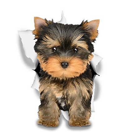 Winston & Bear 3D Dog Stickers - 2 Pack - Adorable Yorkie for Wall ...
