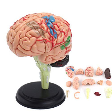 Disassembled Human Brain Model - Anatomy Medical Structural Statues for ...