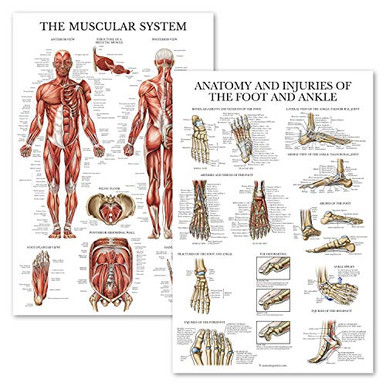 2 Pack - Muscular System Anatomical Poster Anatomy and Injuries of The ...