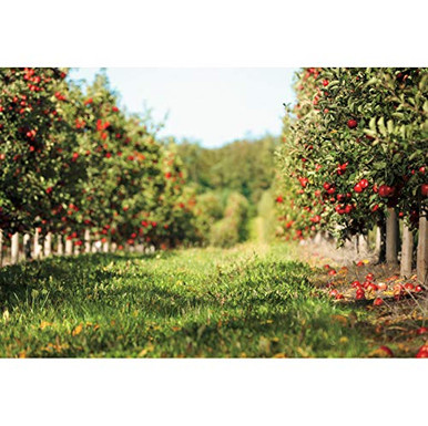 DaShan 5x3ft Polyester Fruit Apple Orchard Backdrop Apple Trees Orchard ...