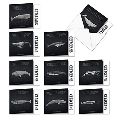 10 Assorted All Occasion Blank Note Cards Whale Known 4 x 5_12 inch ...