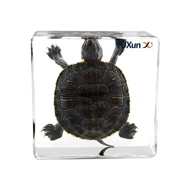 Real Turtle Specimen Paperweight Brazil Turtle Tortoise Animal Specimen ...