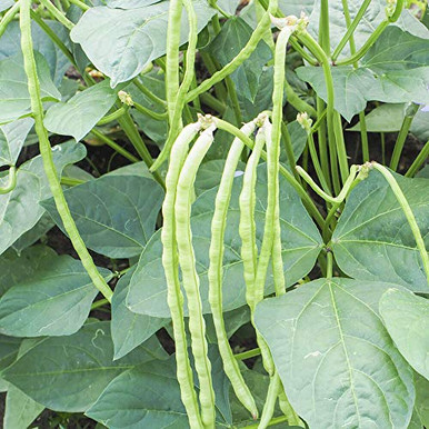 Outsidepride Cowpeas Cover Crop Legume Food Plot Forage Seed - 5 LB ...