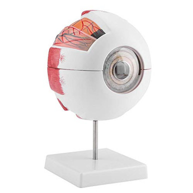 6X Magnification Human Eye Ball Anatomy Model Anatomical Learning ...