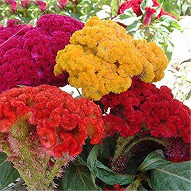 Mix Colorful Celosia Crested Cockscomb Seeds 200 Seeds Garden Easy ...
