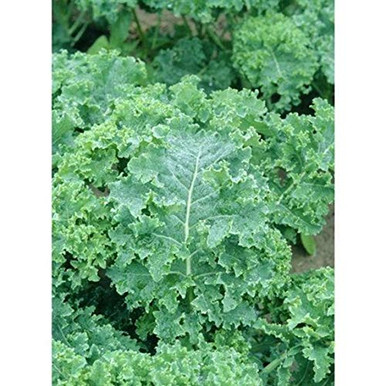 200 Dwarf Siberian Kale Seeds Vegetable Seed for Planting Home Gardens ...