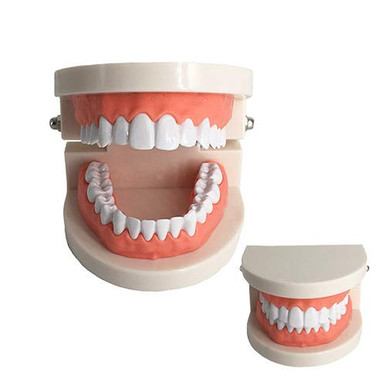 Standard Teeth Model - Soemida Kids Dental Model Teaching Dental Study ...