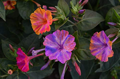 50 Pcs Mixed Mirabilis Jalapa Seeds Four OClock Flower ...