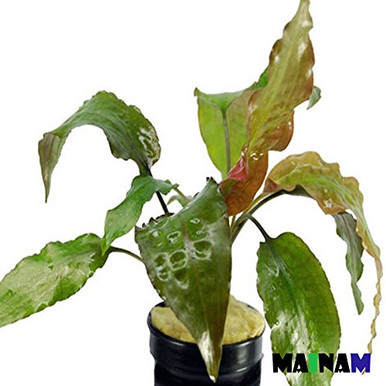 Mainam Cryptocoryne Usteriana Red Freshwater Live Aquarium Plants ...