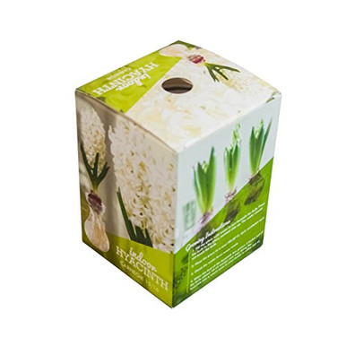 White Hyacinth Bulb Forcing Kit - Clear Glass Vase with White Hyacinth ...