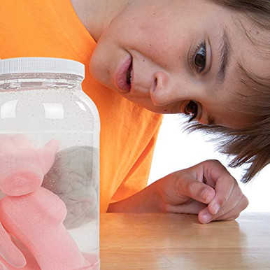 Steve Spangler's Growing Body Parts Jar, Anatomy Science Toy For Kids ...