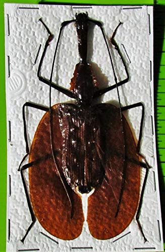 Giant Violin Beetle Banjo Beetle Mormolyce phyllodes 60-65mm 2 3/8-2-9/ ...