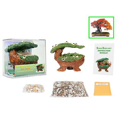 Eves Bonsai Babyland Red Maple Seed Kit Complete Kit to Grow Red Maple ...