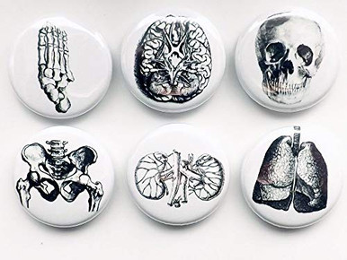 Human Body 1 inch Anatomy Magnets Medical School Graduation Gift Doctor ...