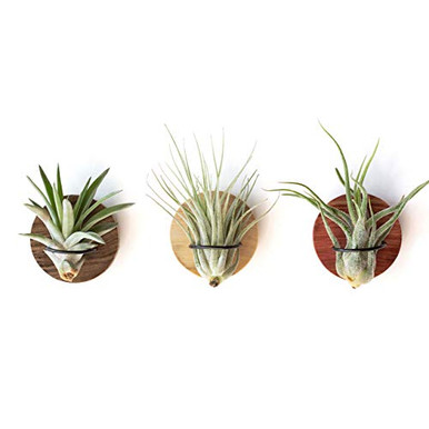 Set of 3 Round Wood Magnets Air Plant Magnet Refrigerator Magnets ...