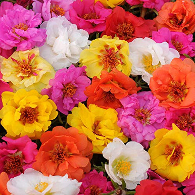 Outsidepride Portulaca Moss Rose Happy Trails Ground Cover Plant Seed ...