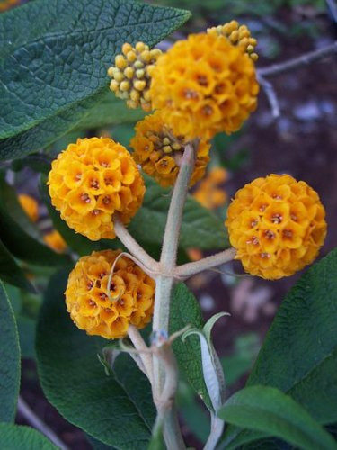 10 ORANGE BALL TREE GOLDEN BUTTERFLY BUSH Buddleja Globosa Shrub Flower ...
