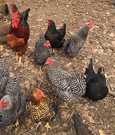 Barnyard Mix Fertile Chicken Hatching Eggs Raised on Organic _6 Eggs ...