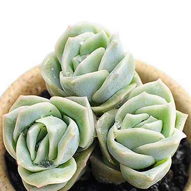 Succulent Plants_3_Pack 2 inch Mini Rosette Succulents _ Echeveria ...