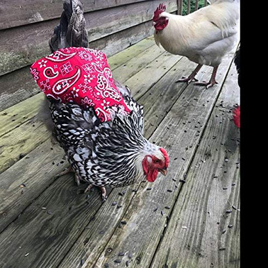 Chicken Saddle _ Hen Apron _ Standard and Bantam - Warehousesoverstock